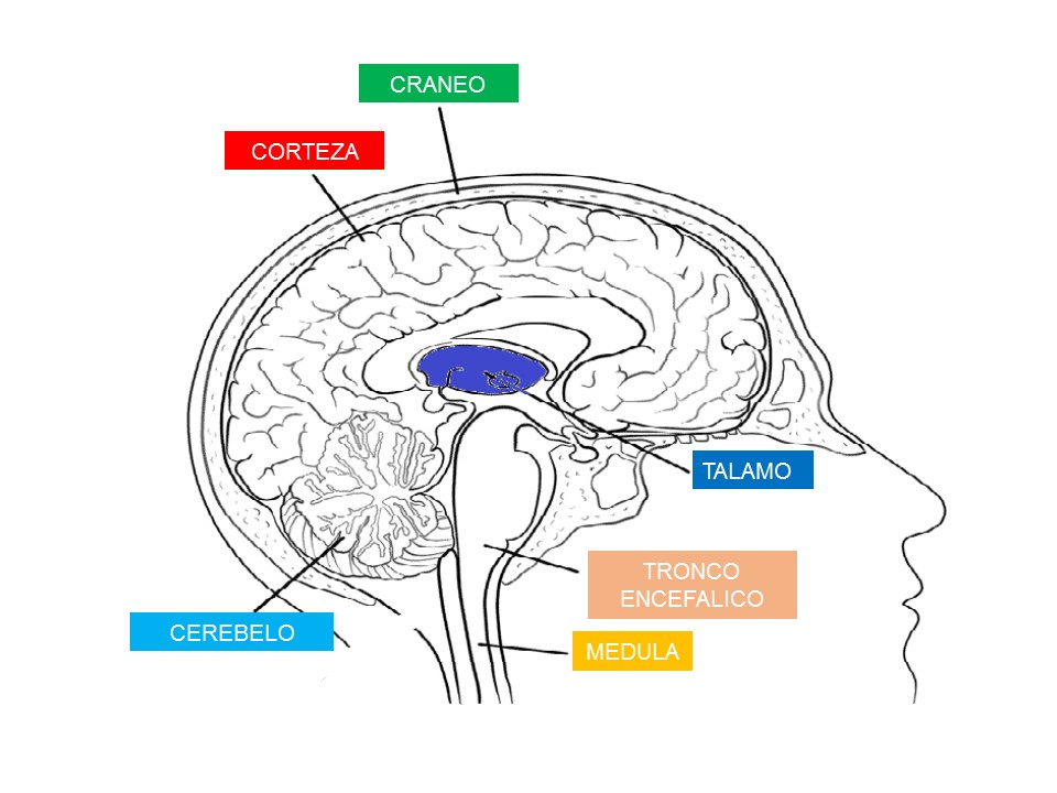 TALAMO - Clínica Internacional La Misericordia